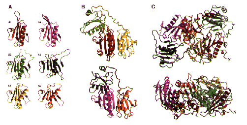 The Crystal structure of Gelsolin