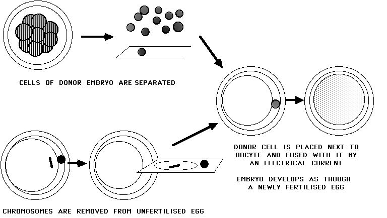 Nuclear Transfer Technology
