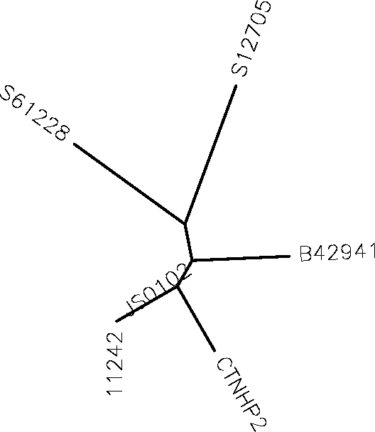 Biology WorkBench 3.0 - CLUSTAL_W