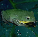 Tree frog of Taiwan