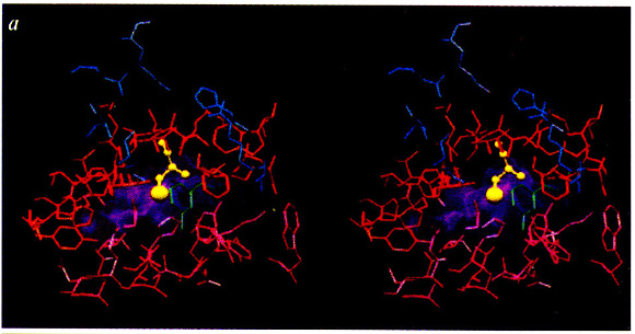 Catalytic Site of ALDH