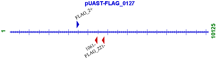 pUAST-FLAG_0127